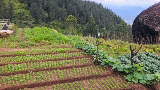 Lassana.com | Sri Lanka's Most Trusted Online Gifting Platform | Send ...